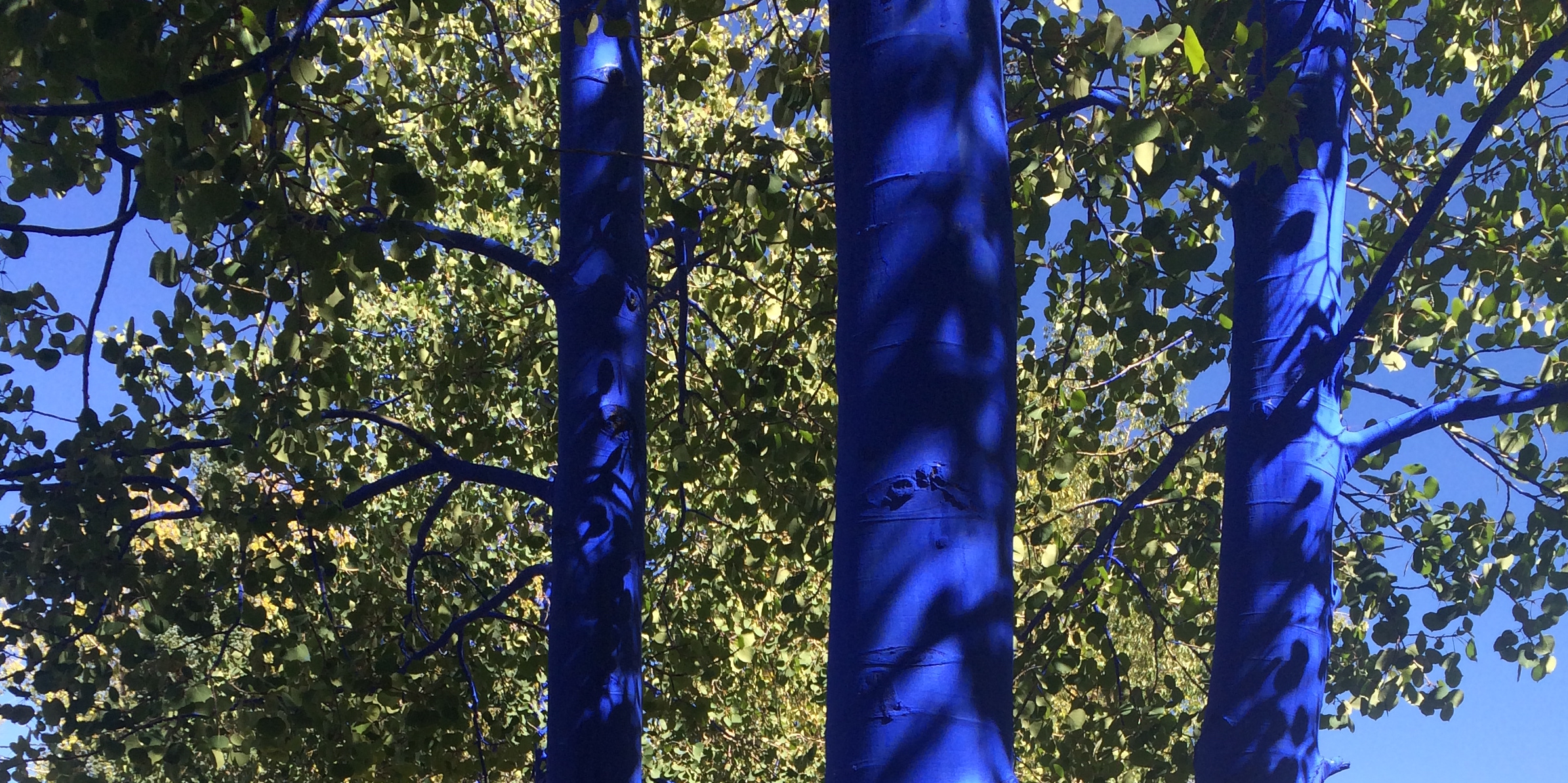 The Blue Trees – Natalie Drucker Boscoe